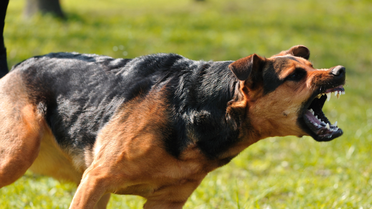 Tragedija Velse: šuo mirtinai sukandžiojo devynių mėnesių kūdikį - Anglija.lt